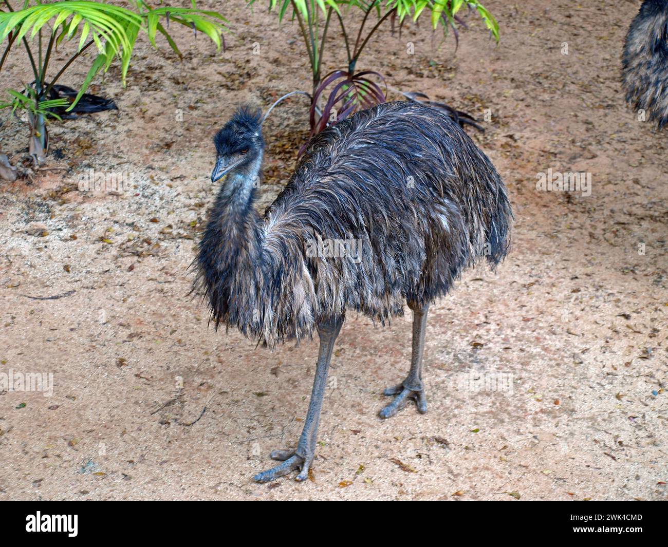 Emu (Dromaius novaehollandiae). This is the second-tallest living bird ...