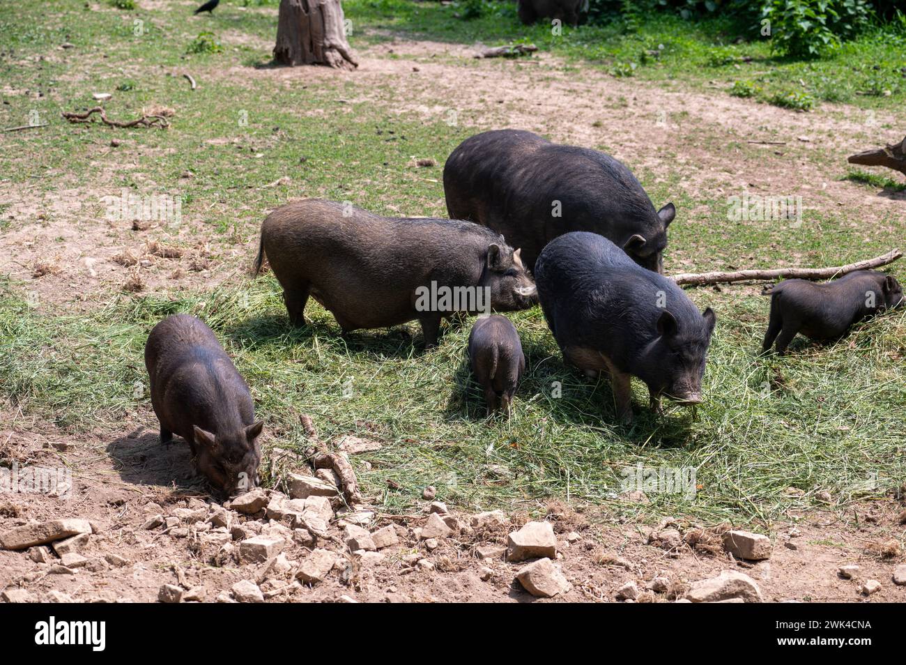Wild boar family ( Sus scrofa ) eating Stock Photo - Alamy