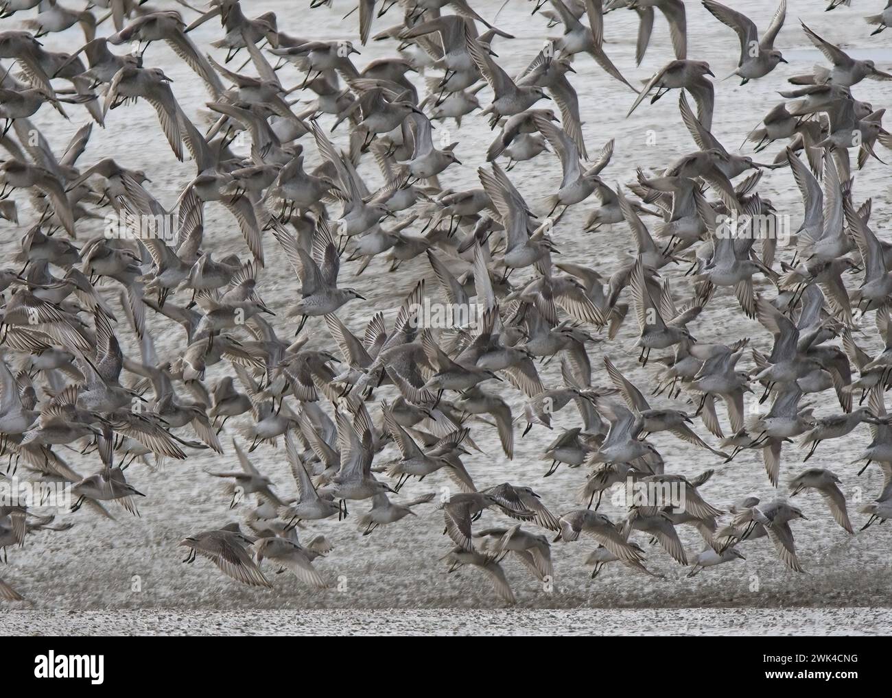 Leigh national nature reserve hi-res stock photography and images - Alamy