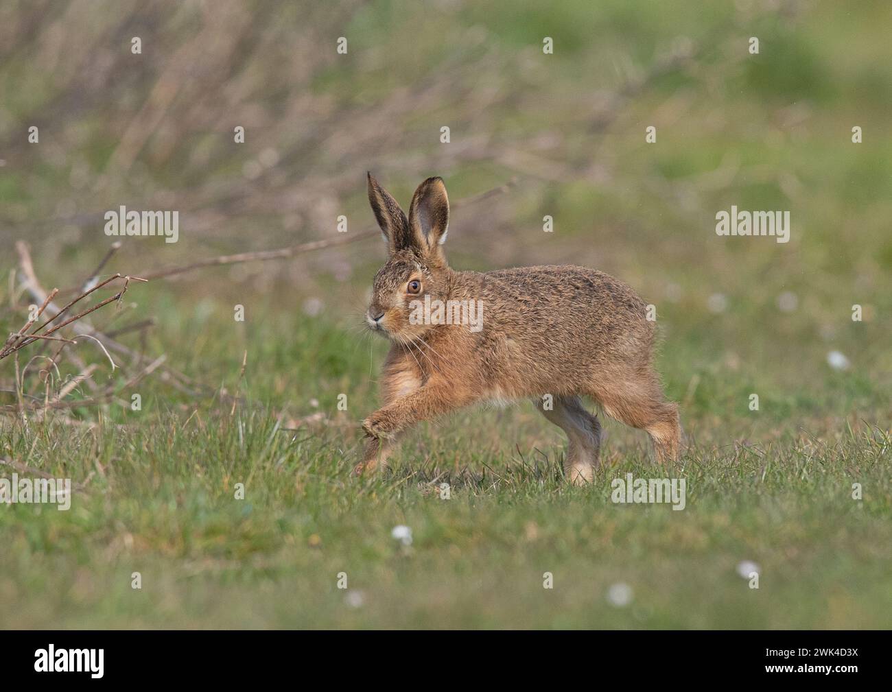 A Brown Hare Leveret in action. Gathering speed and showing his long ...