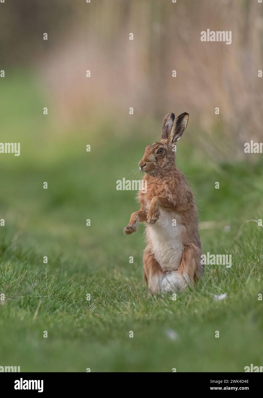 A Brown Hare ( Lepus europaeus) standing on his hind legs on a farmers ...