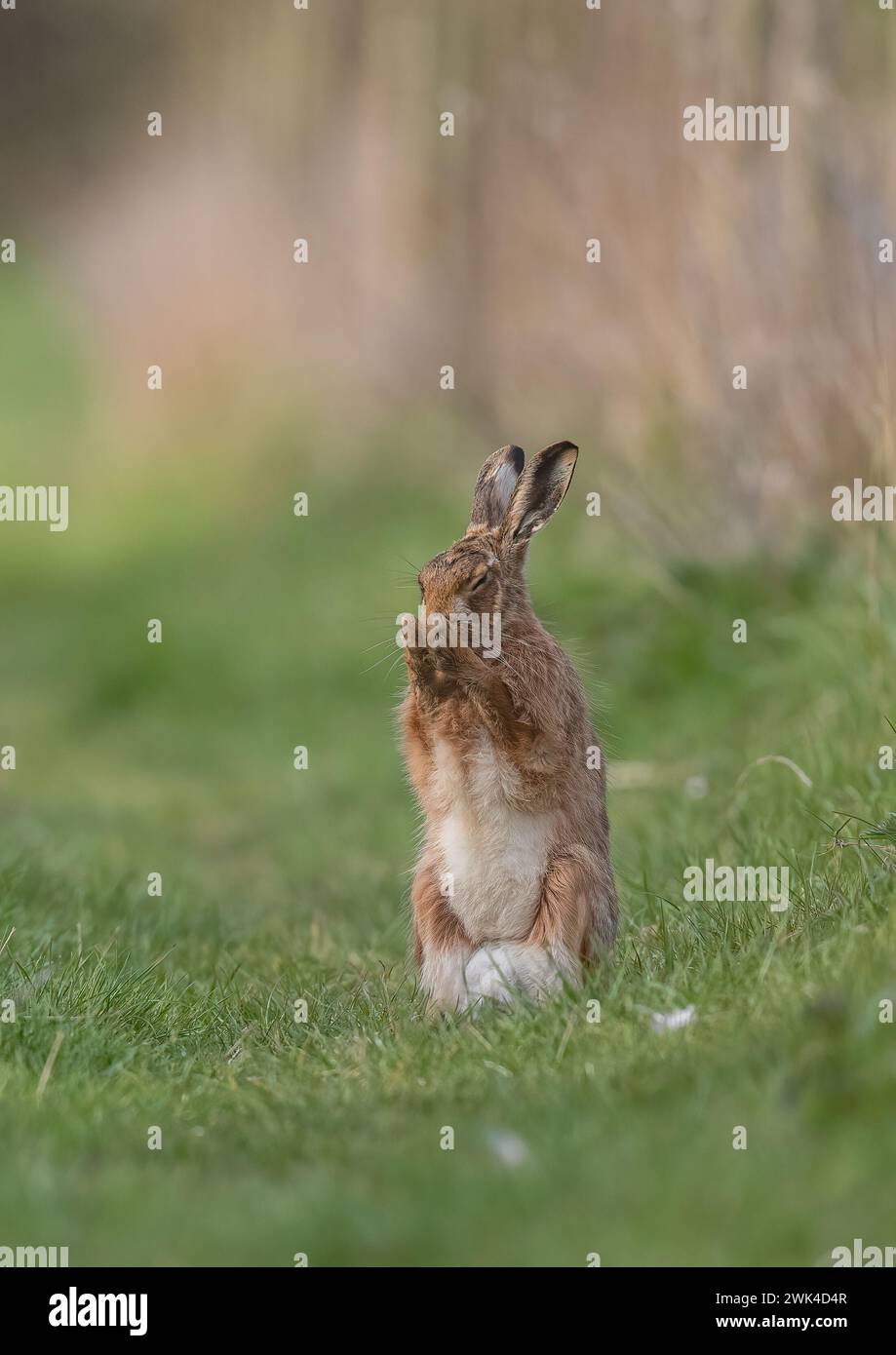 A Brown hare ( Lepus europaeus) washing his face. looking like he is ...