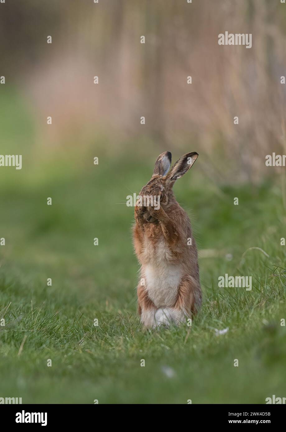 A Brown hare ( Lepus europaeus) washing his face. looking like he is ...