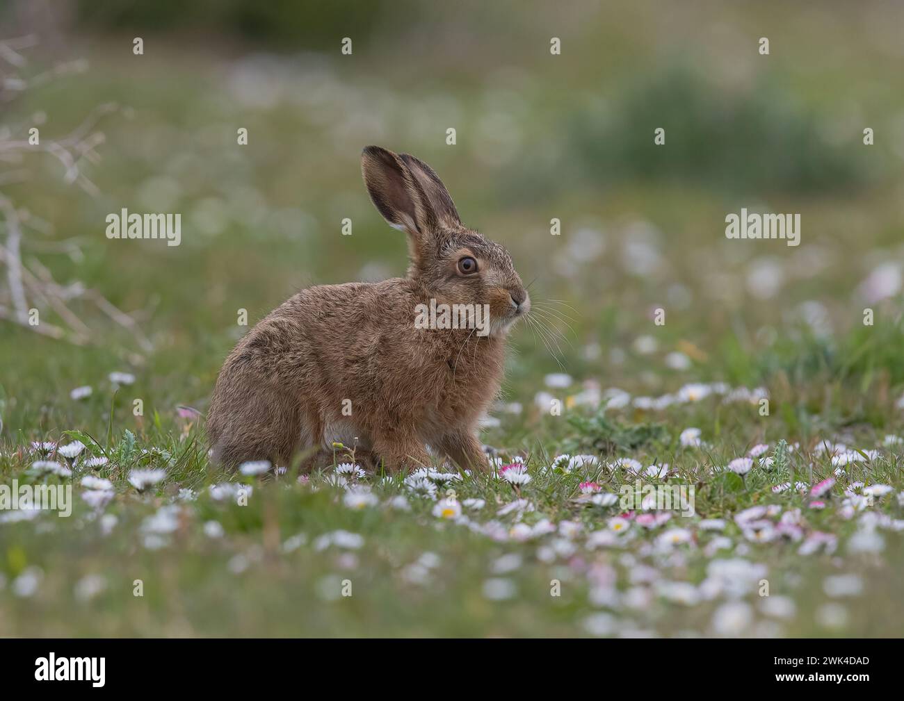 A young Brown Hare Leveret ( Lepus europaeus ) sitting in amongst a ...