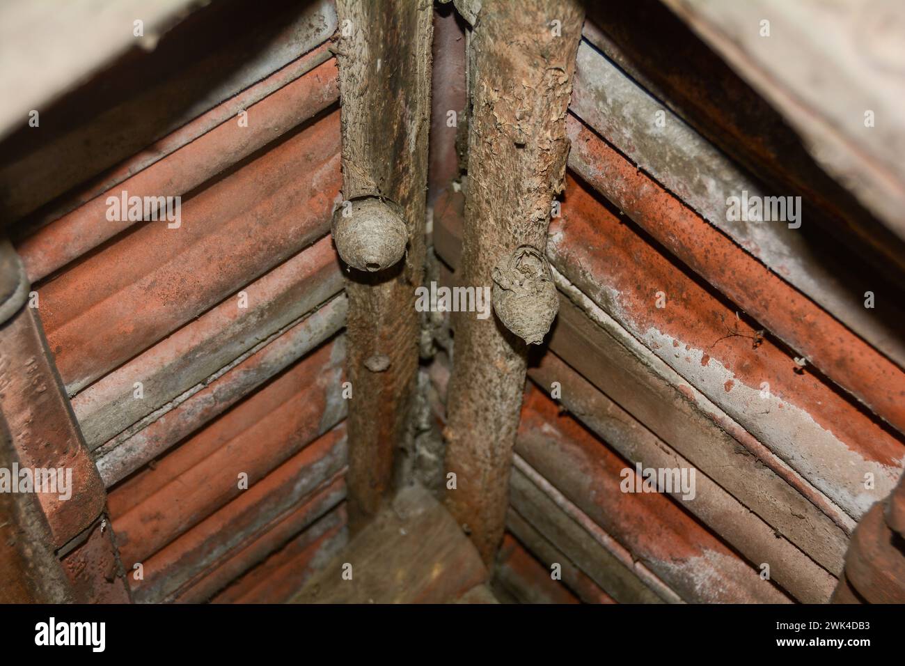 Empty Wasp nest under an old house roof by the roof tiles Stock Photo ...