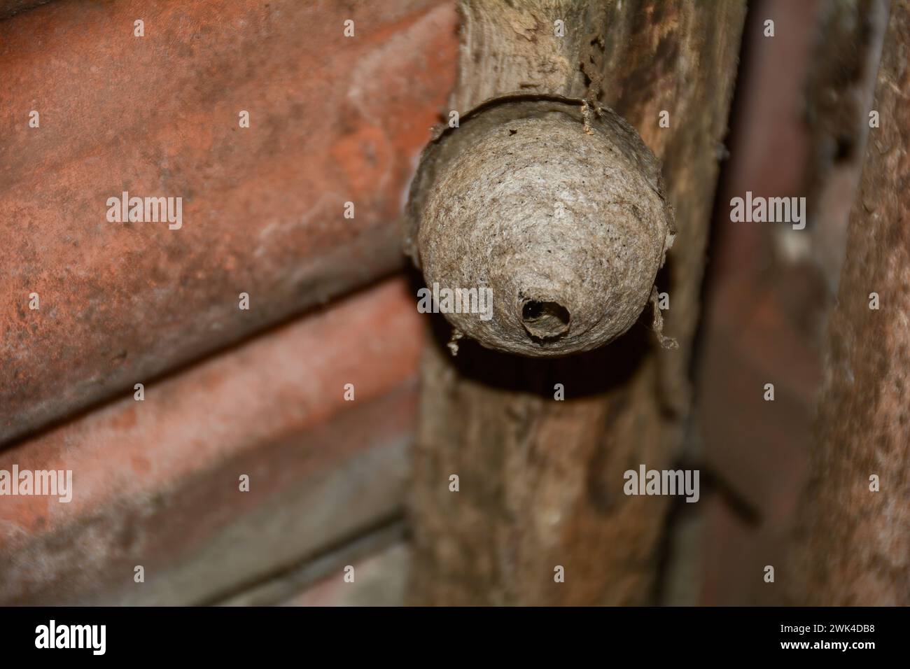 Empty Wasp nest under an old house roof by the roof tiles Stock Photo ...
