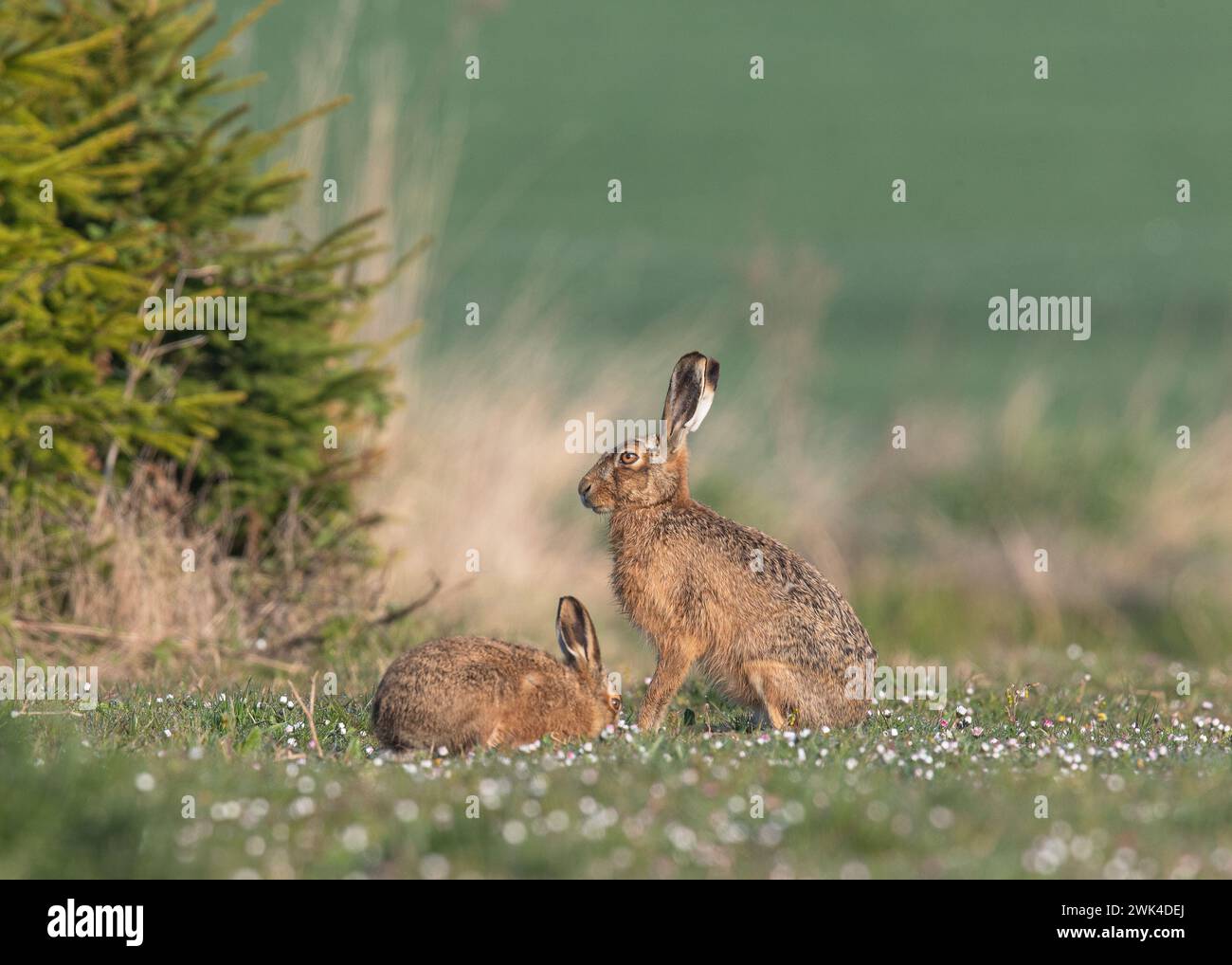 Chestnut plantation hi-res stock photography and images - Alamy