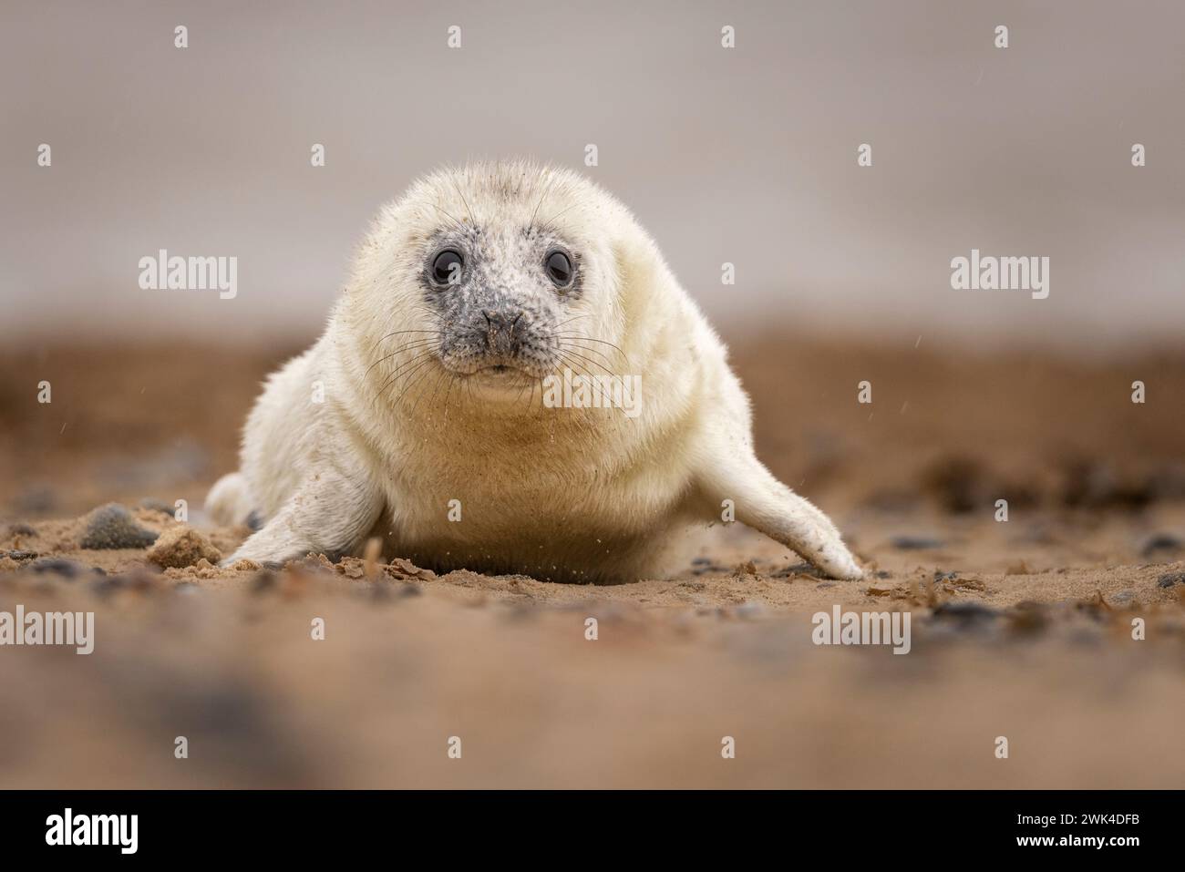 Cute Grey Seal pup on a beach in Norfolk, UK Stock Photo - Alamy