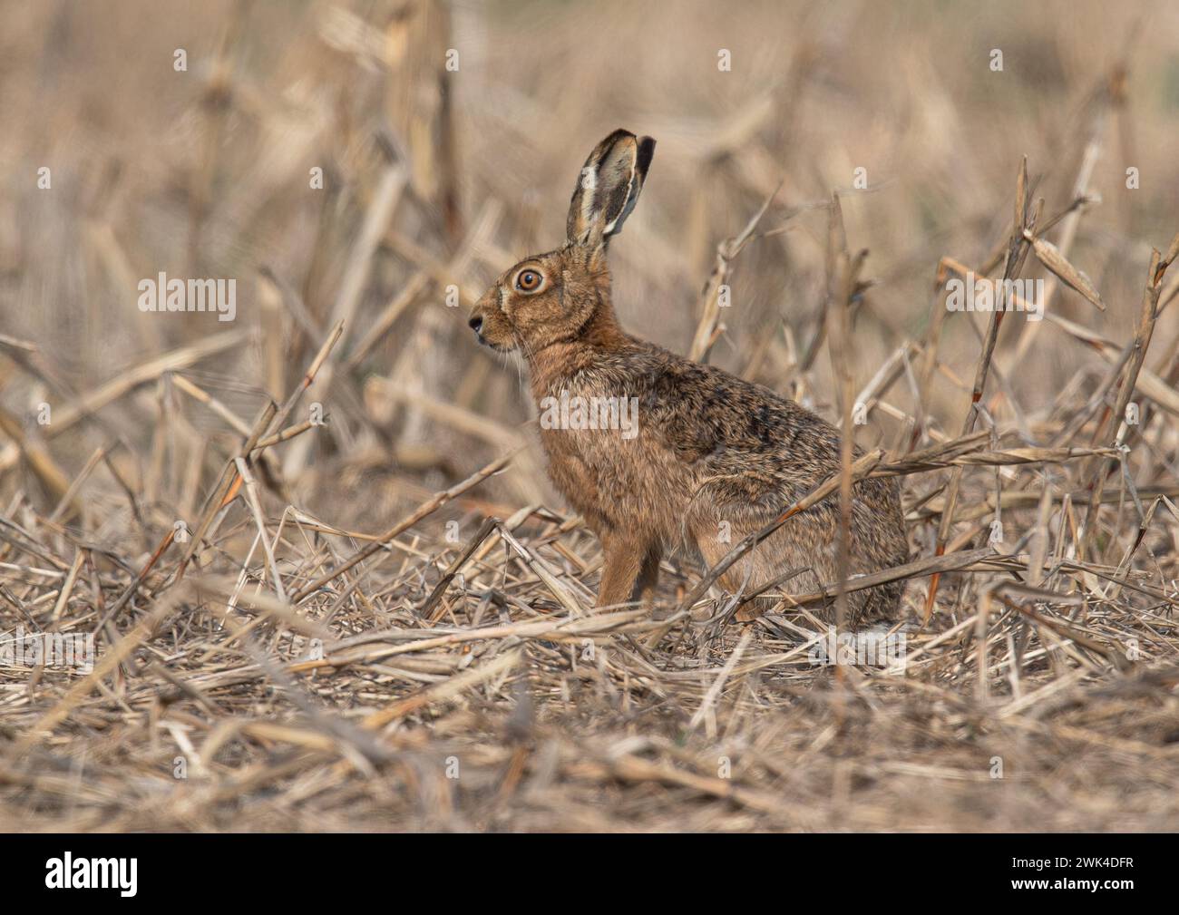 A Brown Hare (Lepus europaeus) sitting side on to the camera in the ...