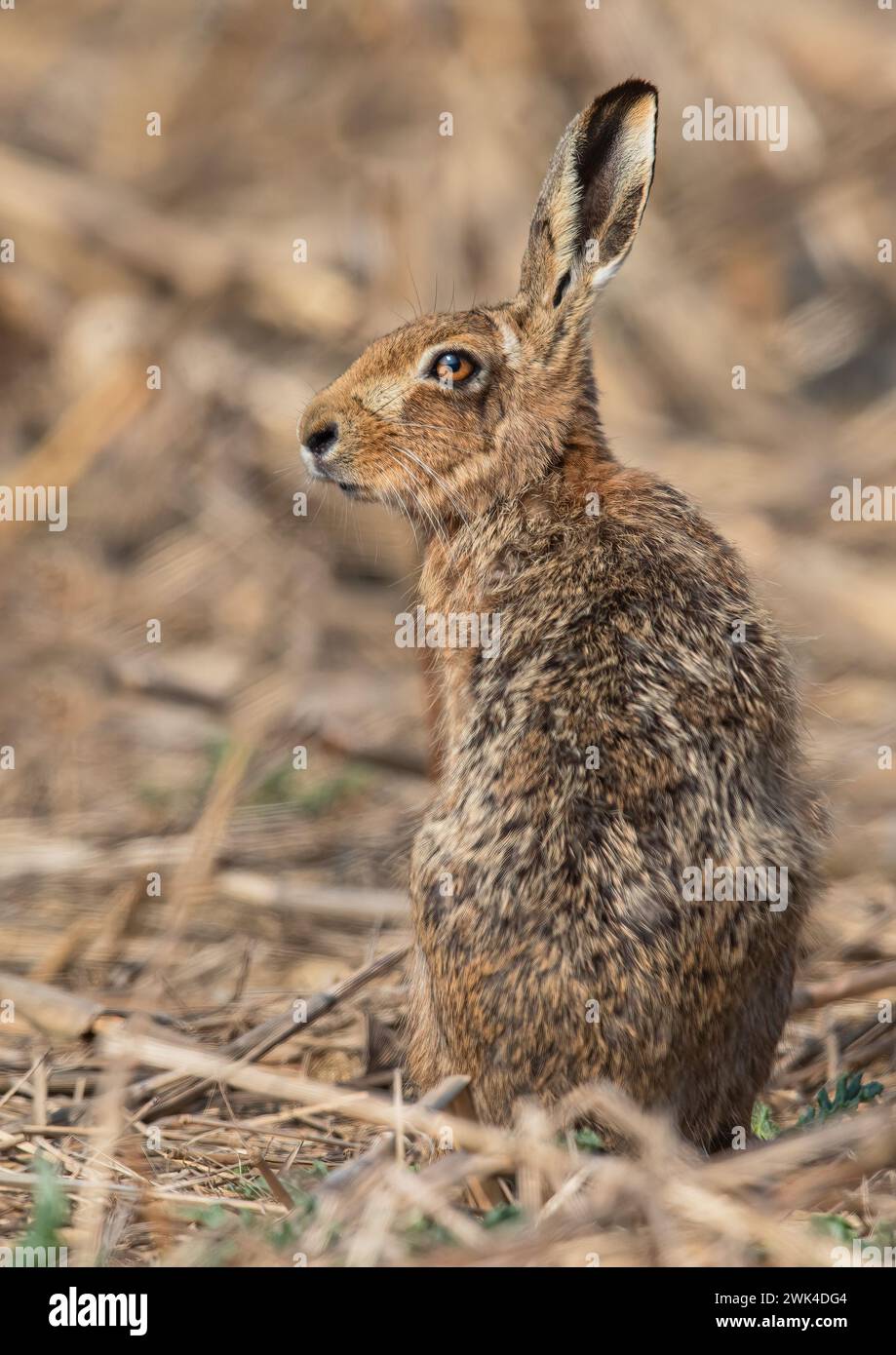 A Brown Hare (Lepus europaeus) sitting side on to the camera in the ...