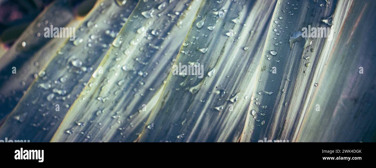 Close up water drop sparkle on reed grass photo. Big droplet on swamp ...