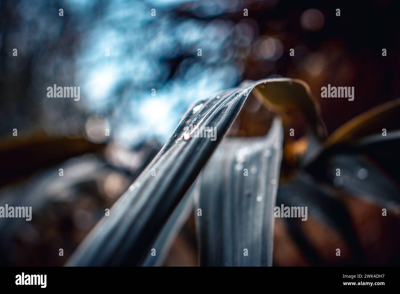 Beautiful close up dew on reed grass on swamp photo. Big droplet of ...