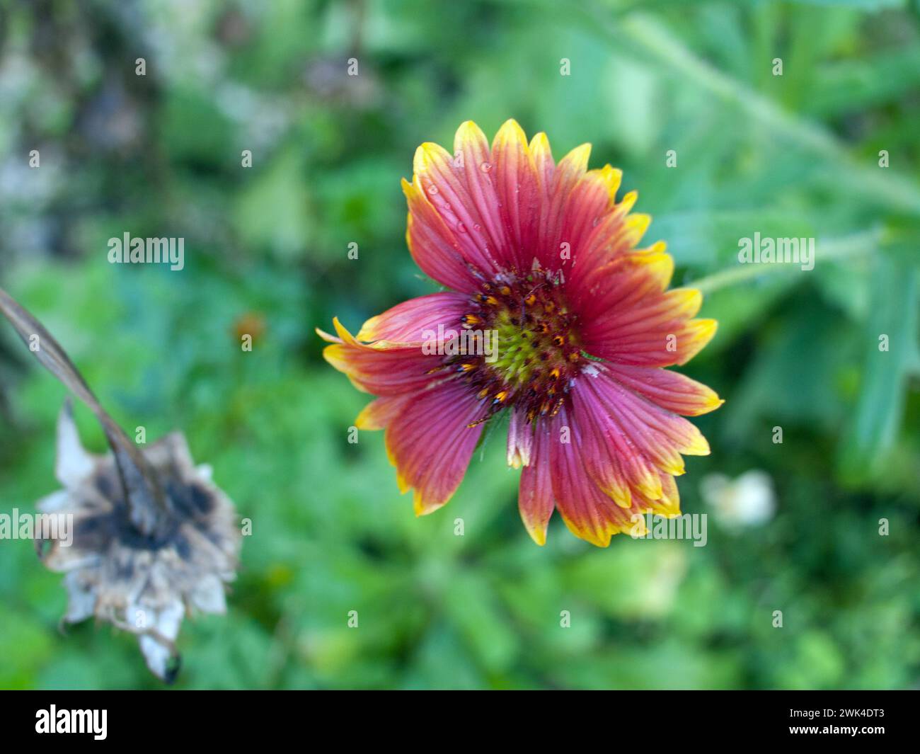Florida flower hi-res stock photography and images - Alamy