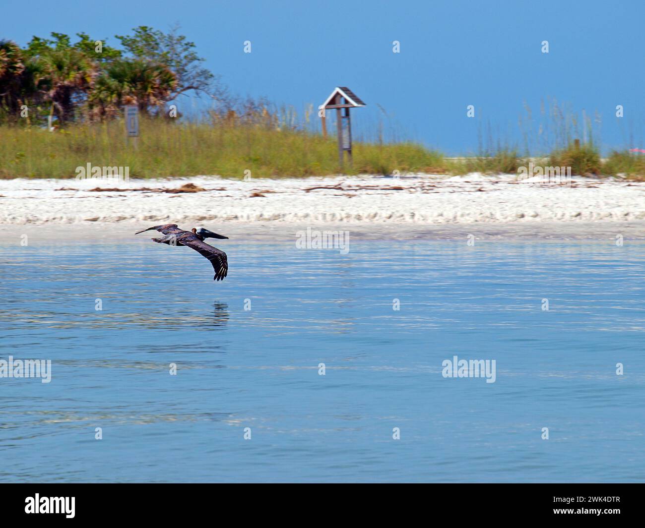 Flying pelican on Delnor-Wiggins Pass in the Gulf of Mexico Stock Photo ...