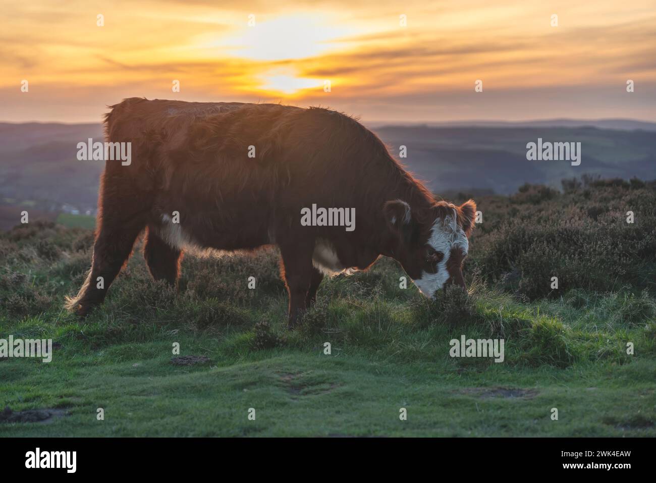 Cow shed england hi-res stock photography and images - Alamy