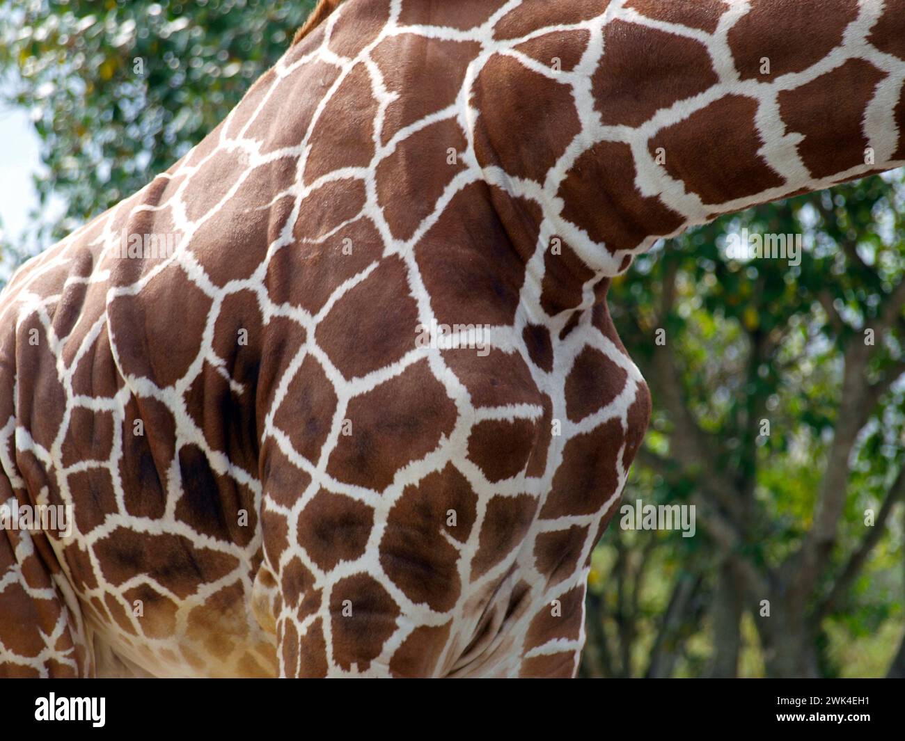 Close up of the pattern in the skin of a giraffe Stock Photo - Alamy