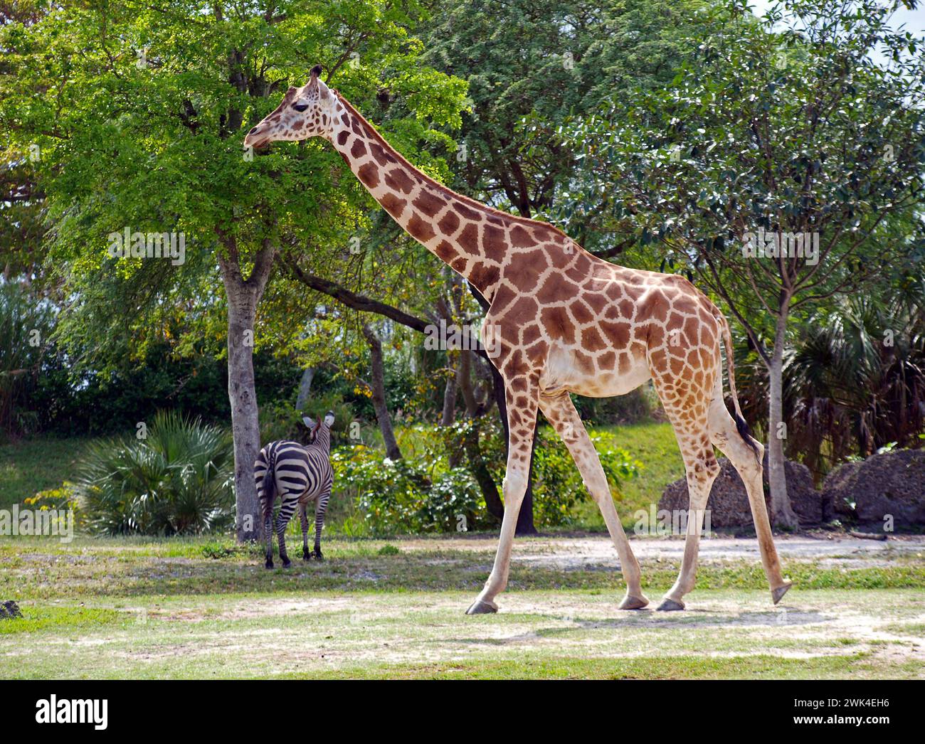 Giraffe And Zebra Background Zebra Giraffes Hi Res Stock Photography