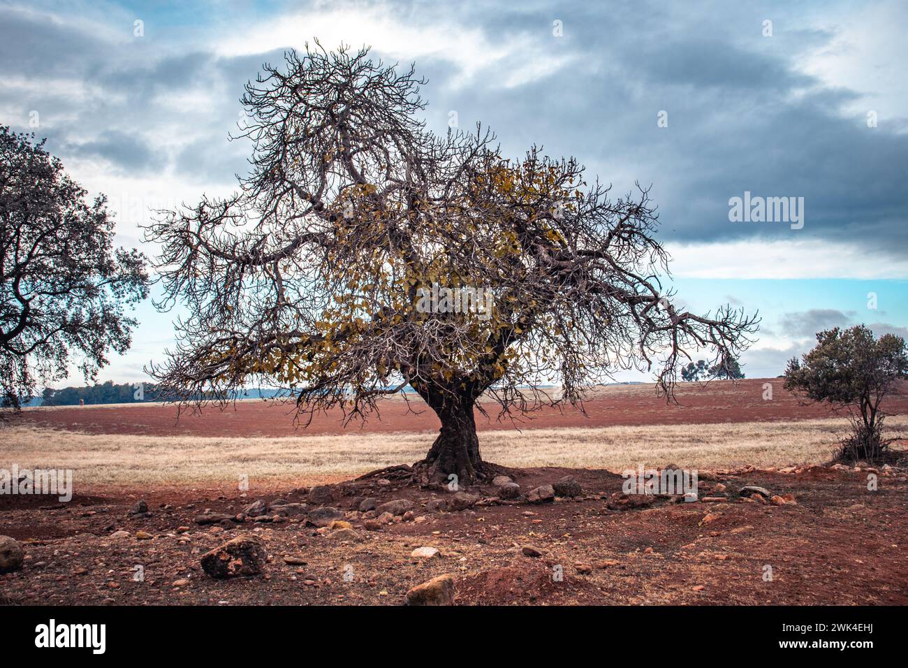Tree standing alone among field photo. Blue sky and stones, dry grass ...