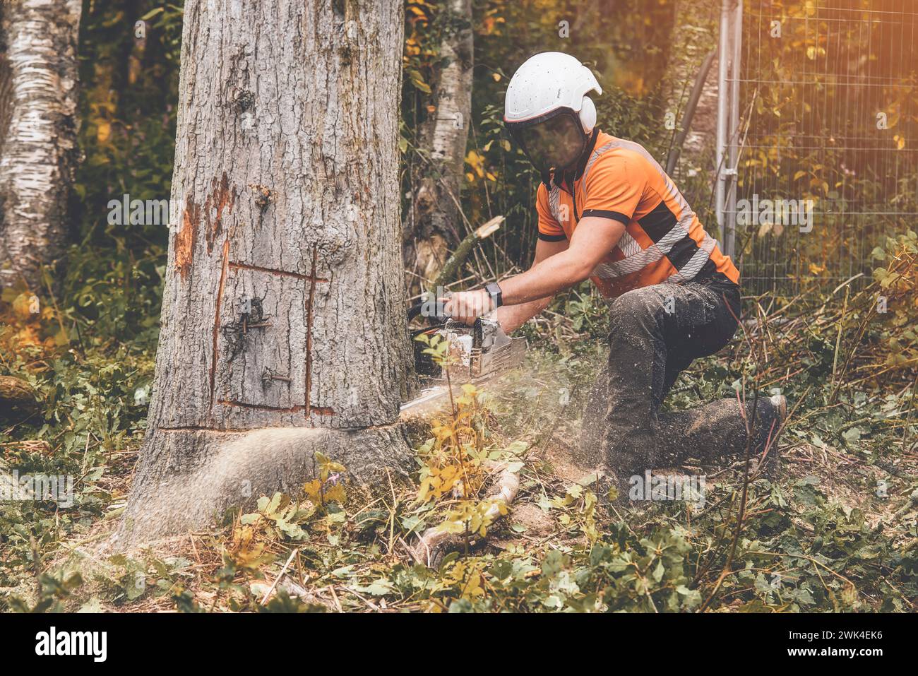 An arborist in wearing safety equipment and clothes cutting an old ill ...