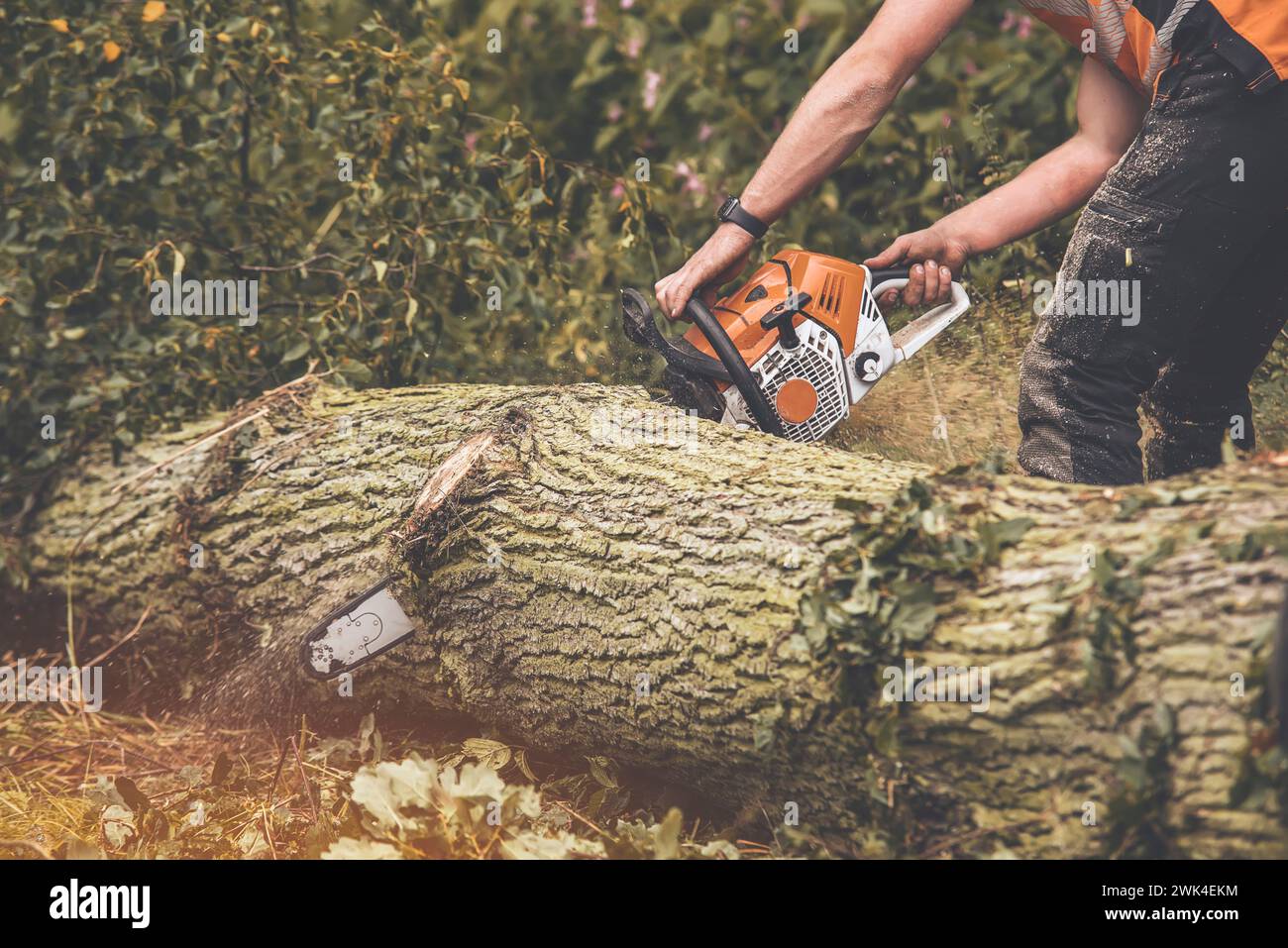 Arborist cutting tree into chunks with petrol chainsaw Stock Photo - Alamy