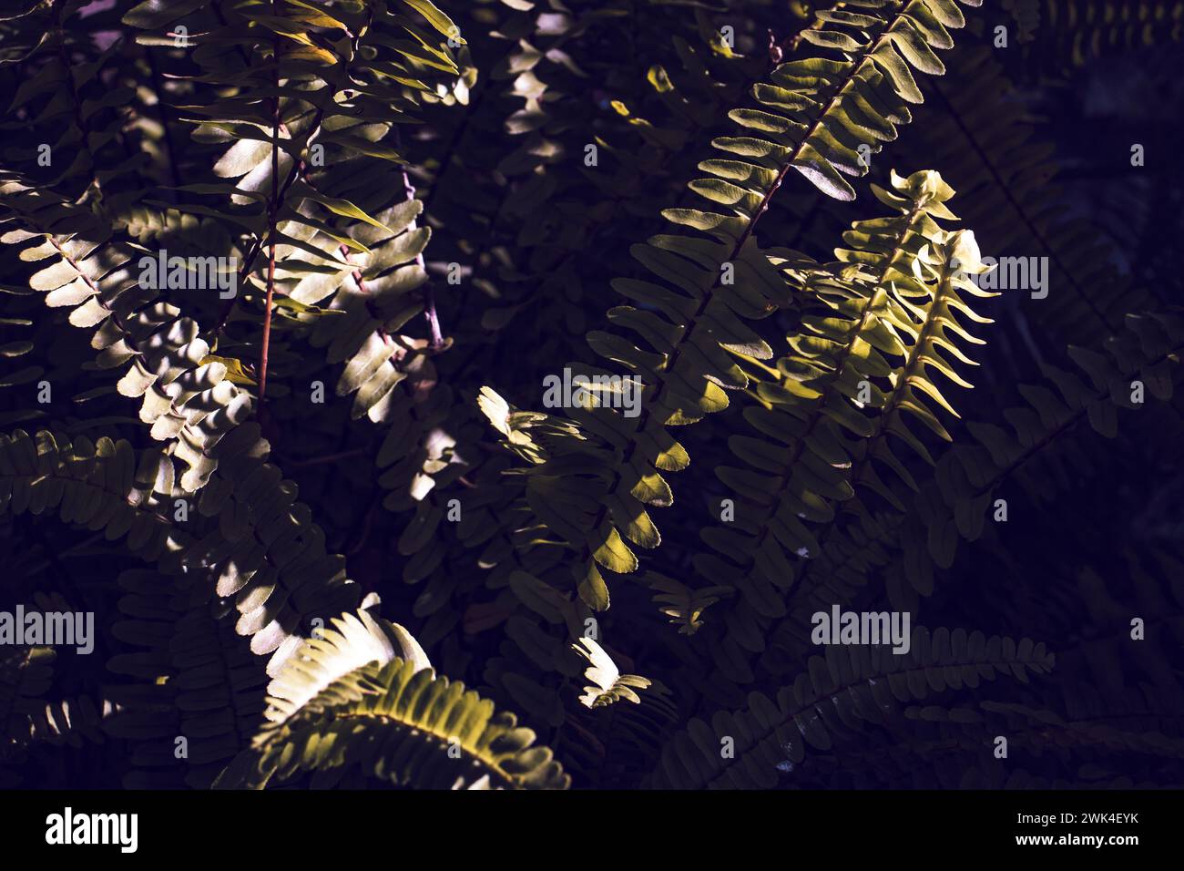 Sunny ferns foliage background photo. Natural fern leaves in evening ...