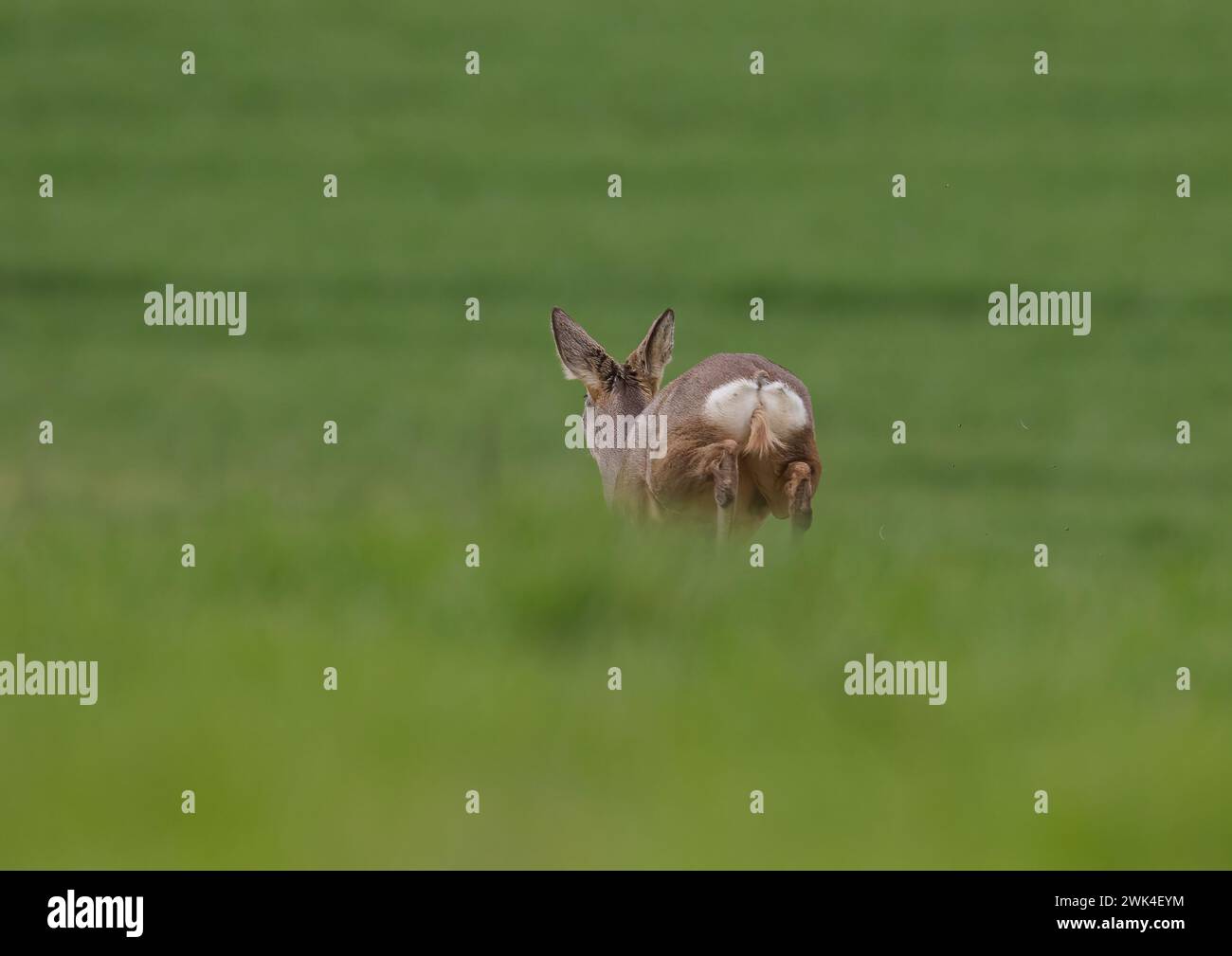 Rump of deer hi-res stock photography and images - Alamy