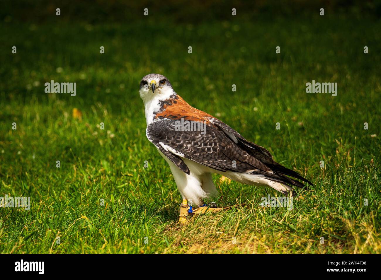 Range falcon hi-res stock photography and images - Alamy