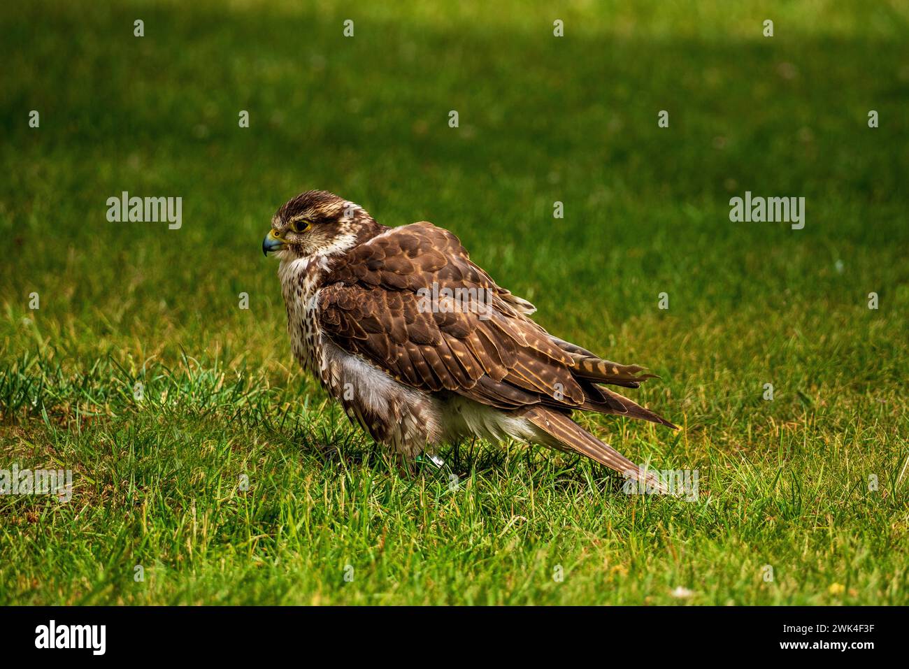 Range falcon hi-res stock photography and images - Alamy