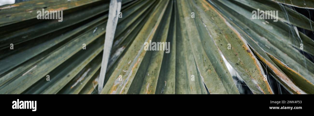 Tropical palm leaves, floral background photo. Rounded palm leaf of the ...