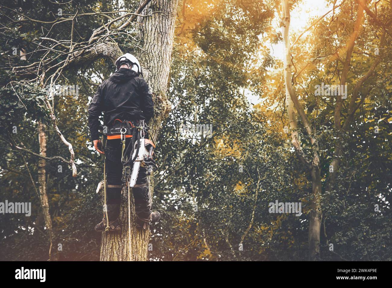 Arborist cutting down tree with petrol chainsaw Stock Photo - Alamy