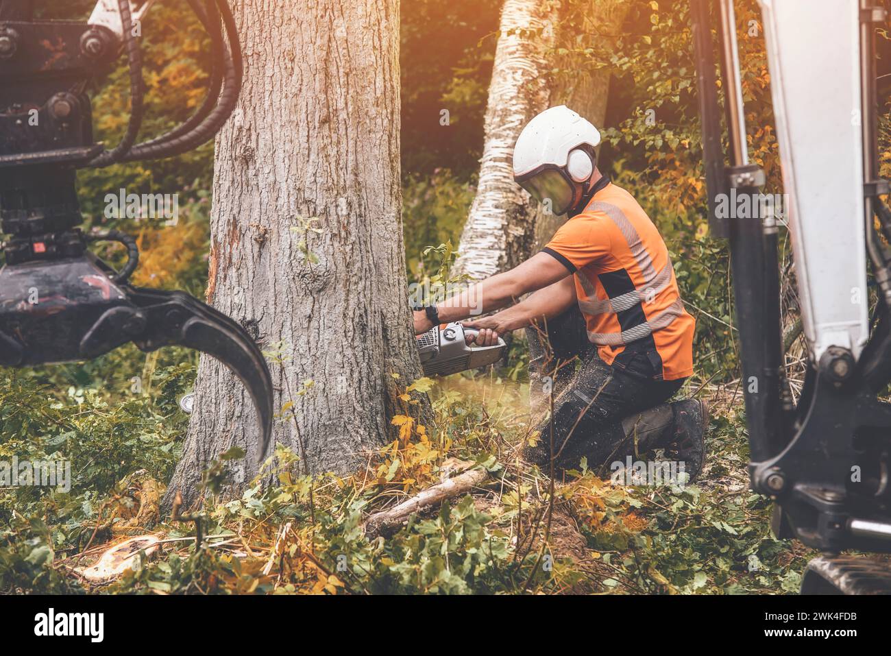 An arborist in wearing safety equipment and clothes cutting an old ill ...