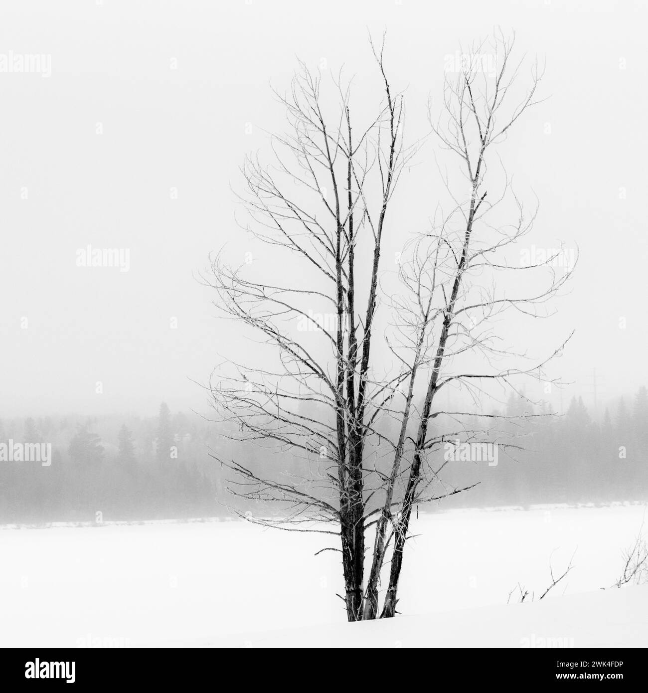 Winter blizzard scenery Stock Photo - Alamy