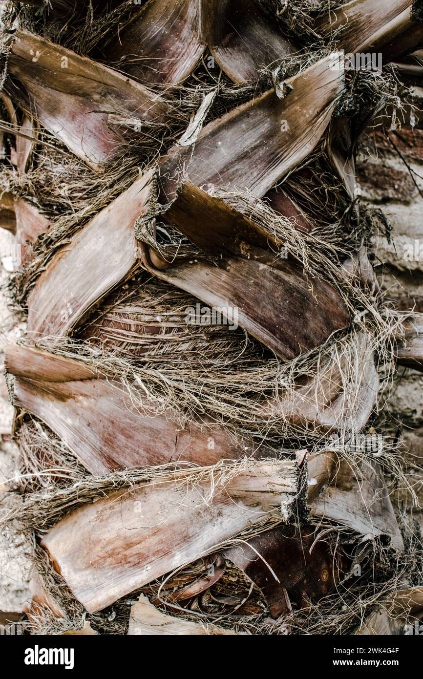 Palm tree trunk detailed background photo. Palm tree trunk texture ... Palm tree trunk detailed background photo. Palm tree trunk texture ...
