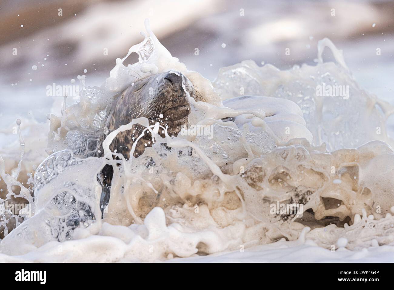 Splashed face hi-res stock photography and images - Alamy