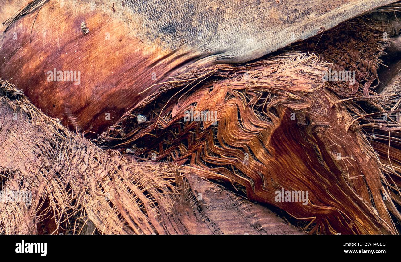 Detailed palm tree trunk background photo. Palm tree trunk texture ...