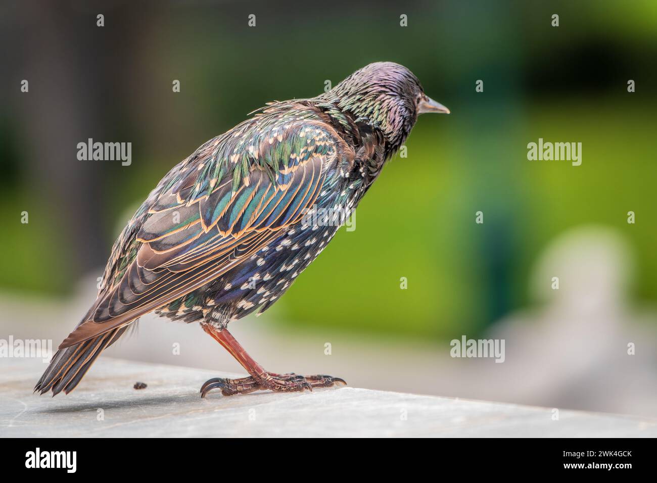 The common starling or Sturnus vulgaris or the European starling is a ...