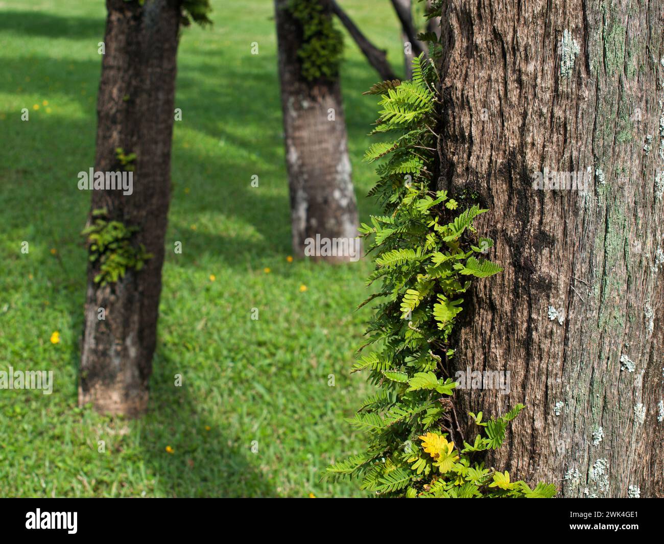 Epiphyte fern growing on a tree. Tropical plants. Negative space on ...