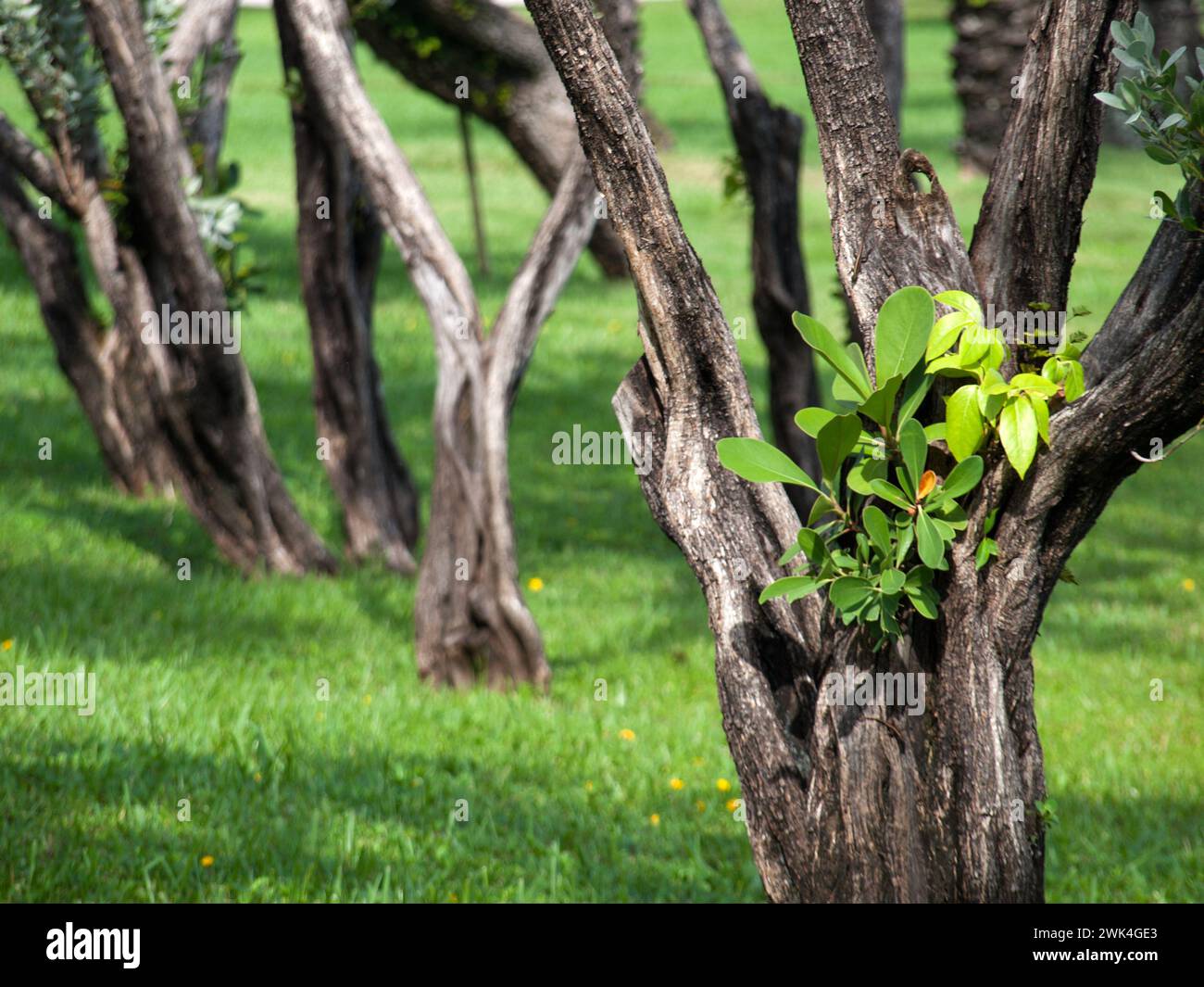 Epiphyte plant hi-res stock photography and images - Alamy