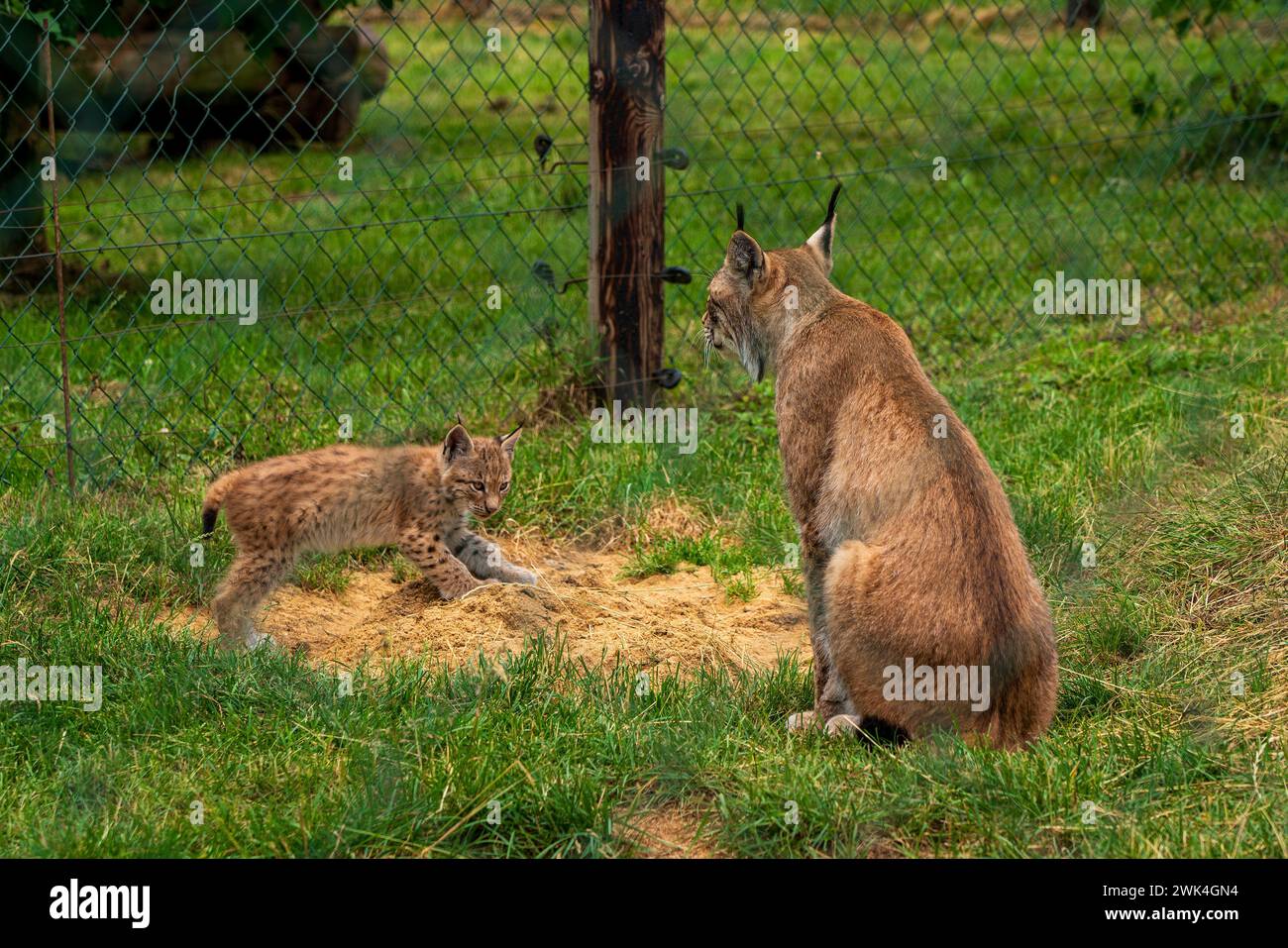 A lynx with offspring in the zoo Stock Photo - Alamy