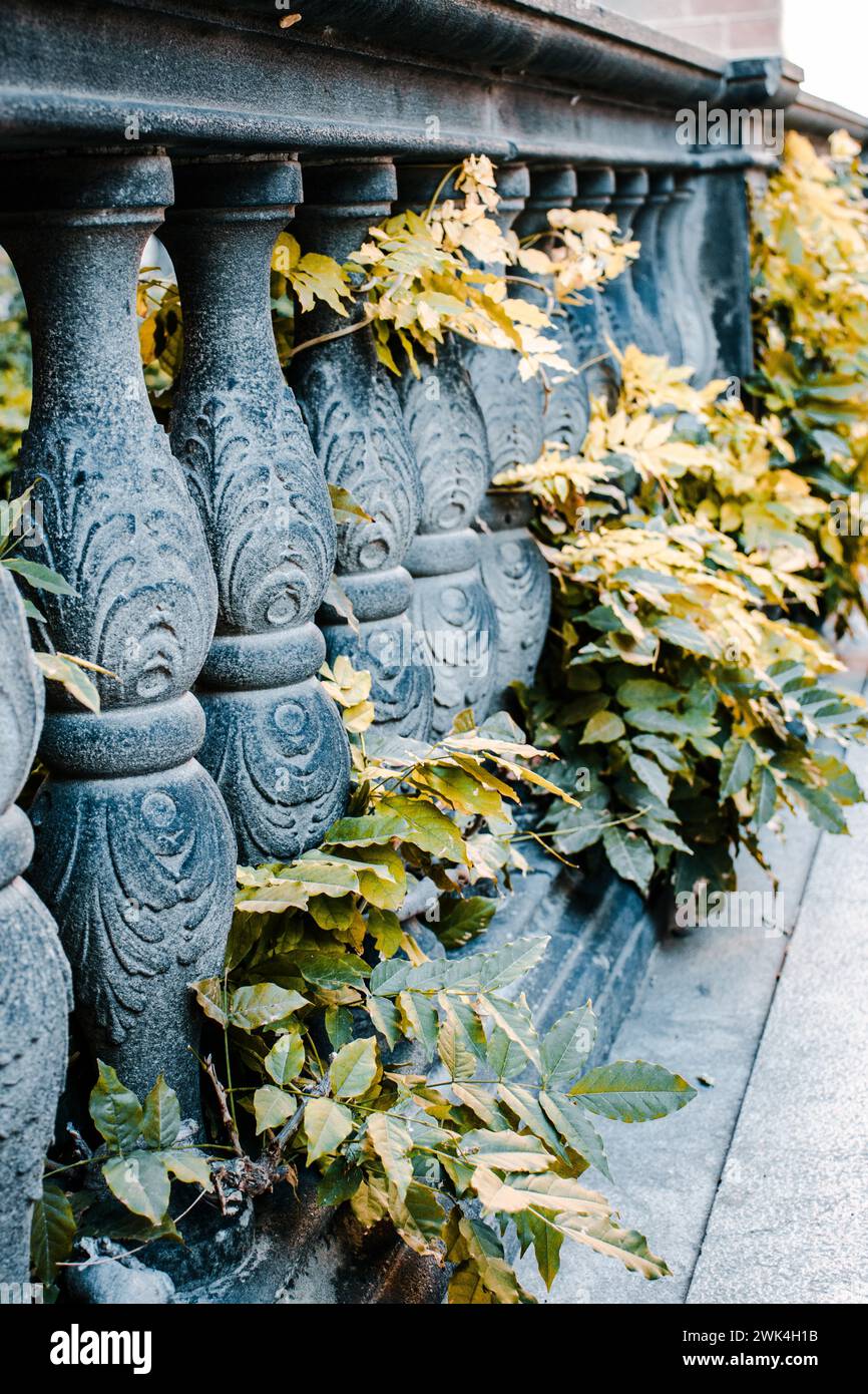 Classic old style balustrade with green ivy plants. Beautiful urban scenery photography with ivy ...