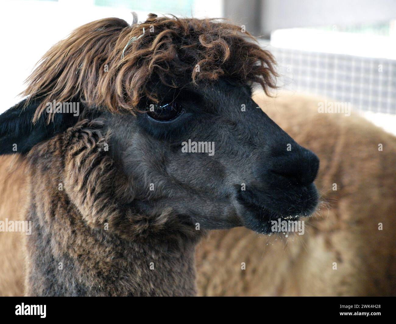 Big hair alpaca hi-res stock photography and images - Alamy