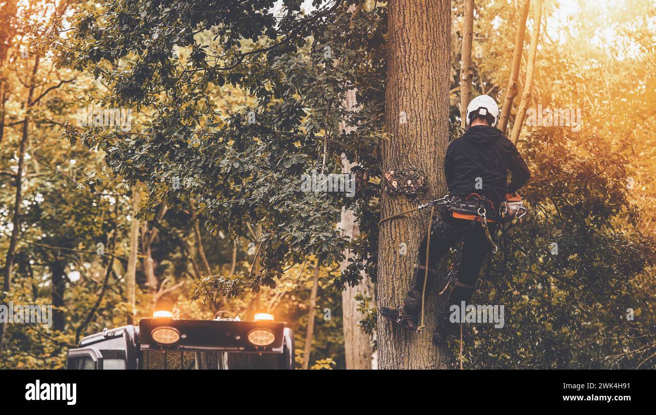 Arborist cutting down tree with petrol chainsaw Stock Photo - Alamy