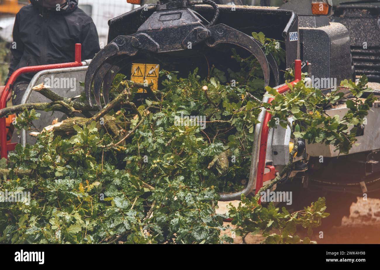 Arborist putting tree branches into wood chipper Stock Photo - Alamy
