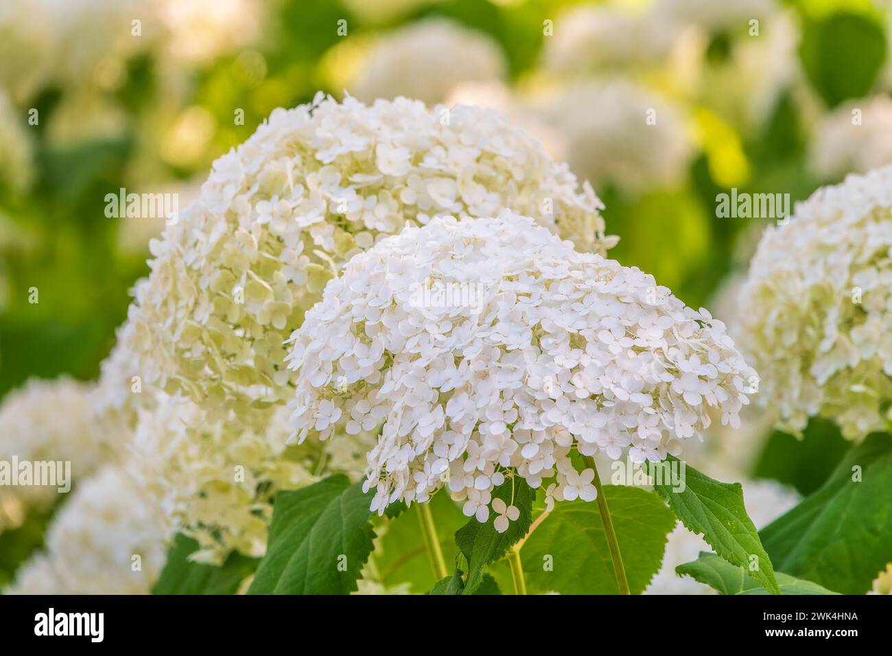 Lush white and yellow hydrangea flowers in summer. White and yellow ...