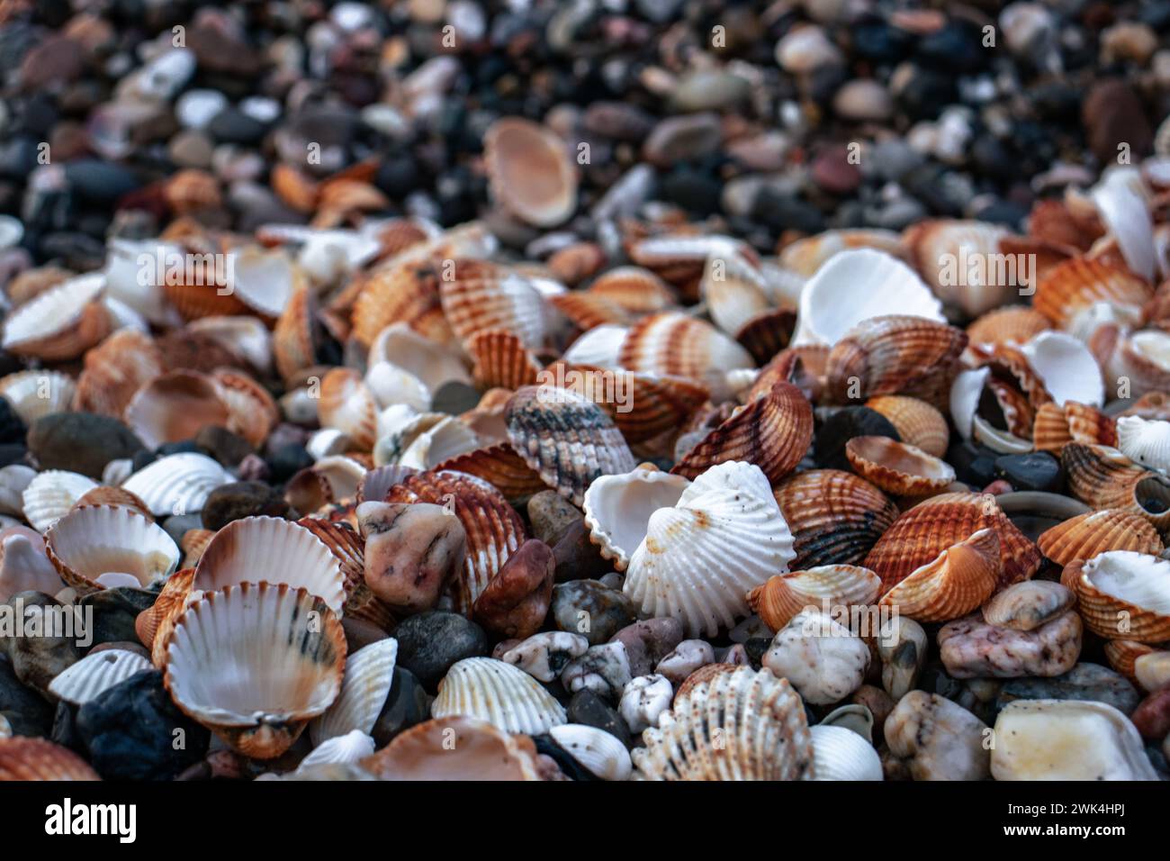 Seashells on sand as background photo. Mediterranean seaside. Catalonia ...
