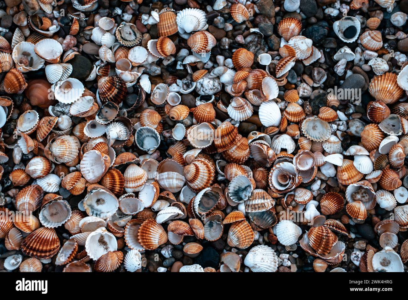 Sea shells on sand as background photo. Mediterranean seaside ...
