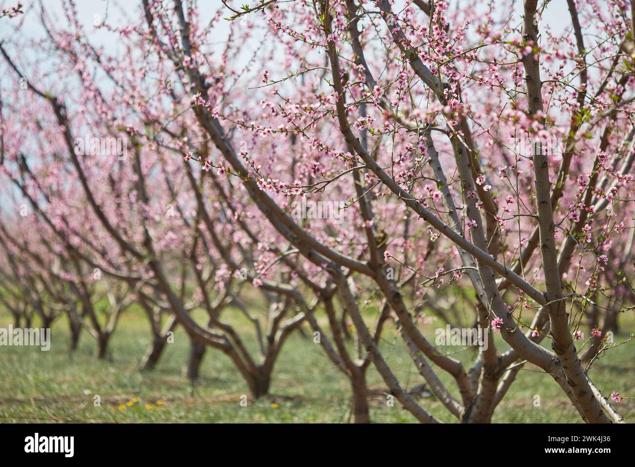 Peach tree blossom close up hi-res stock photography and images - Alamy