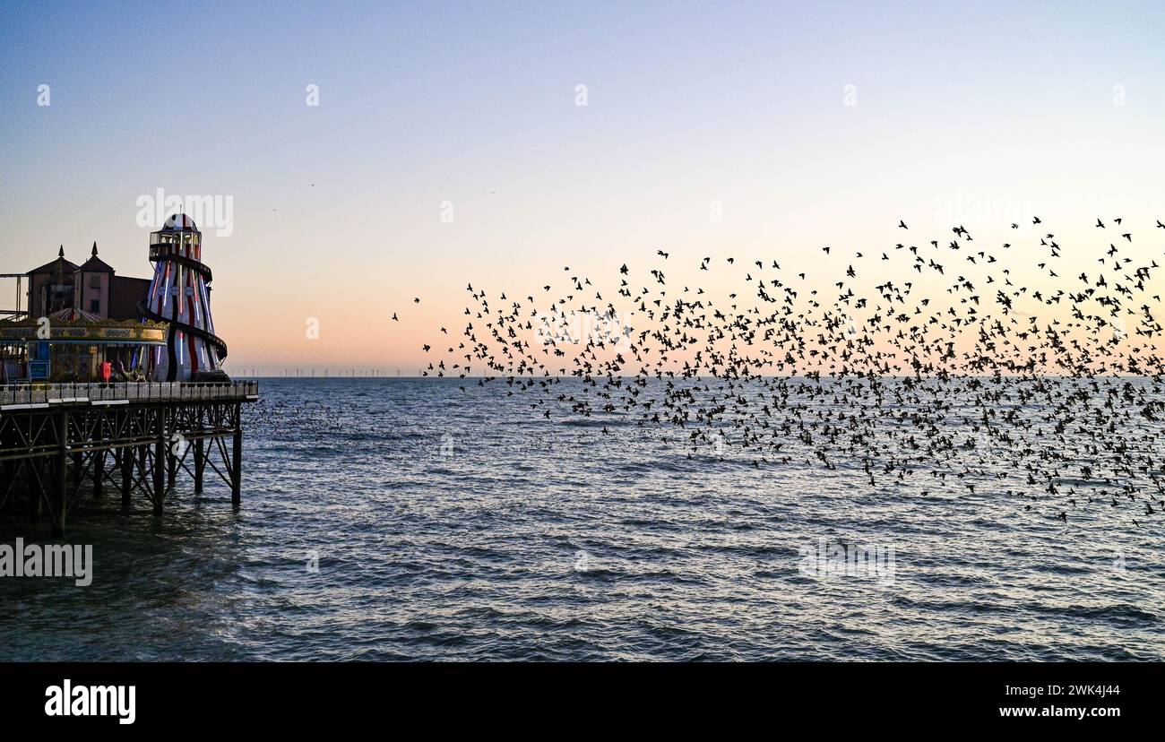 Brighton UK 18th February 2024 - Thousands of starlings take part in ...