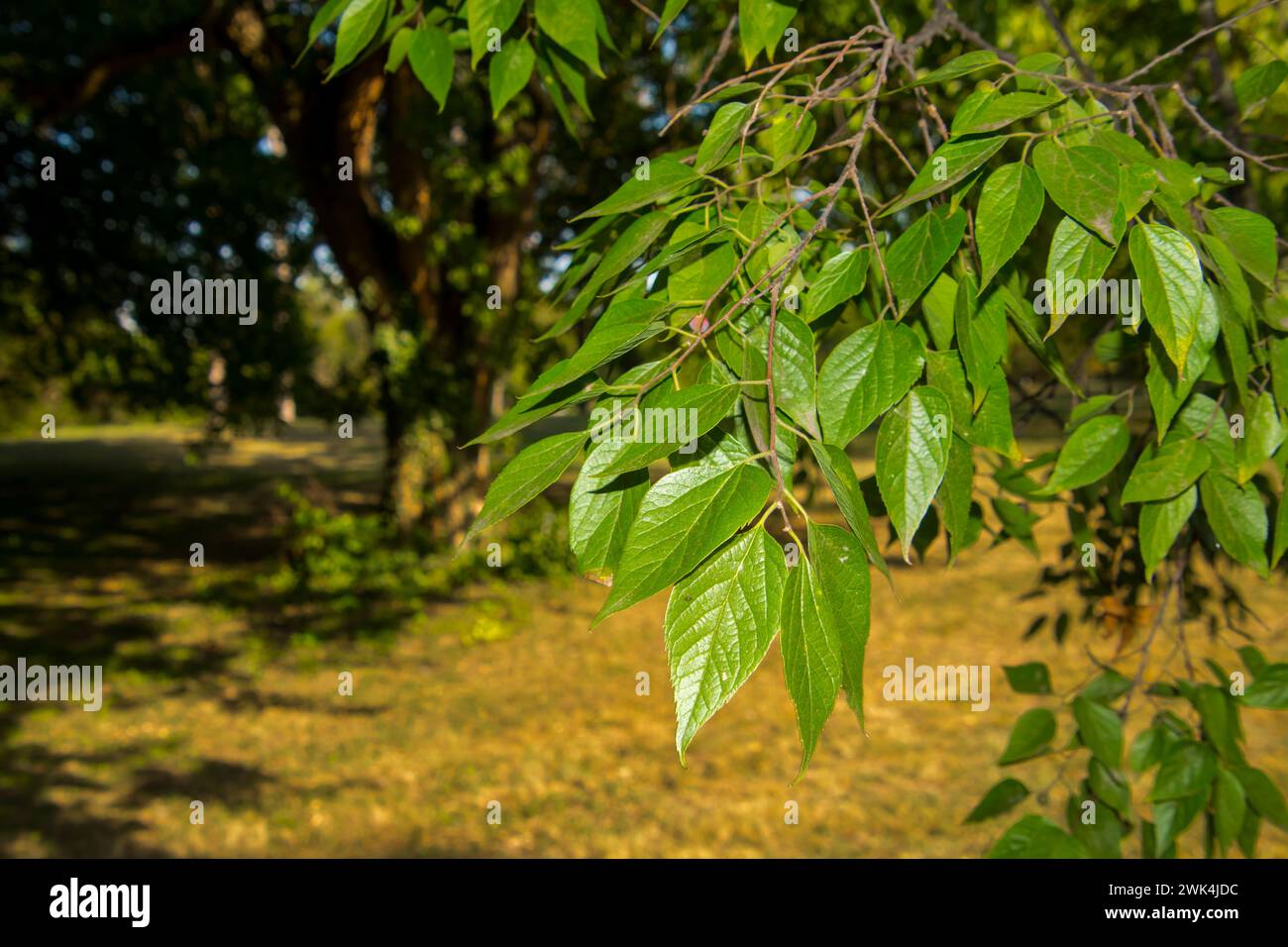 Common hackberry tree hi-res stock photography and images - Alamy