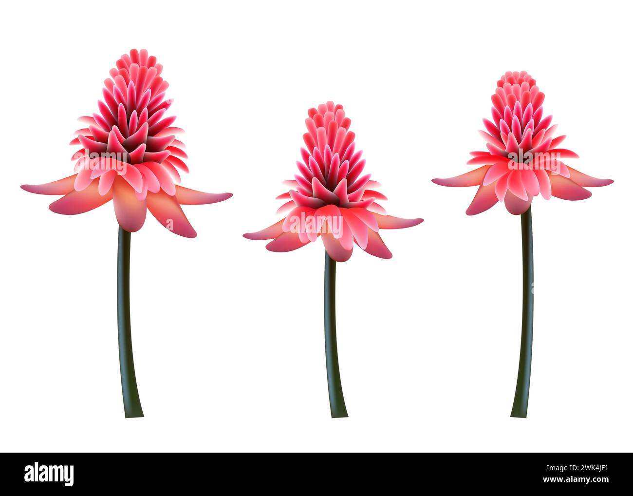 Red ginger with leaves. tropical pattern. summer tropical background ...